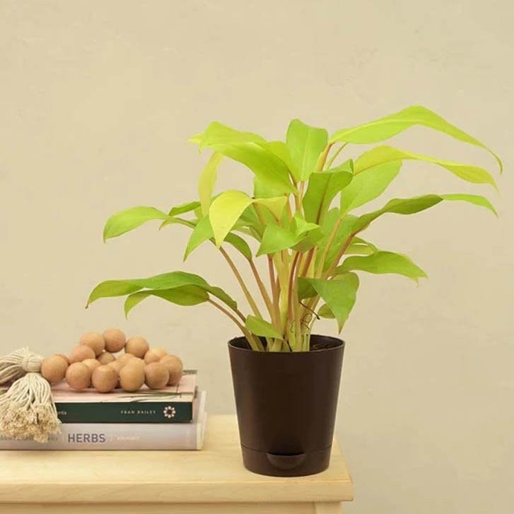Buy Philodendron Ceylon Golden Plant - Order Plants Online - OyeGifts
